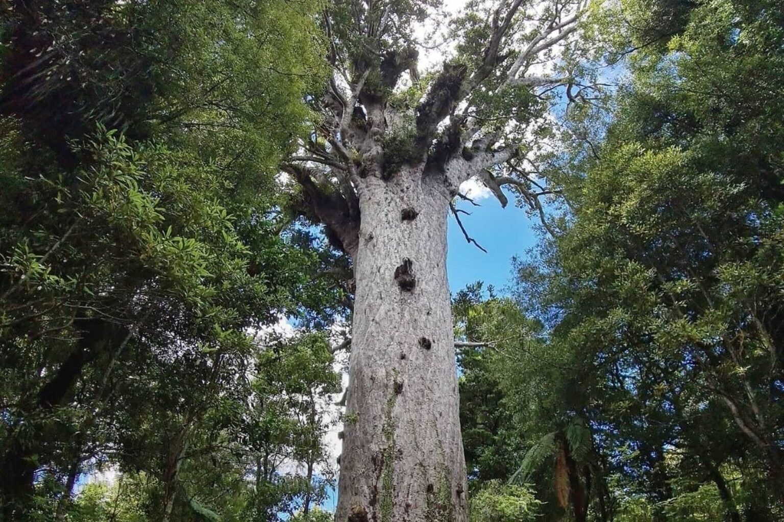 Exploring Te Tai Tokerau Northland – Aotearoa New Zealand’s Hidden Gem ...