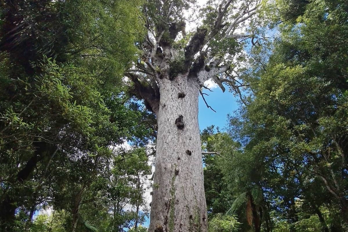 Exploring Te Tai Tokerau Northland – Aotearoa New Zealand’s Hidden Gem