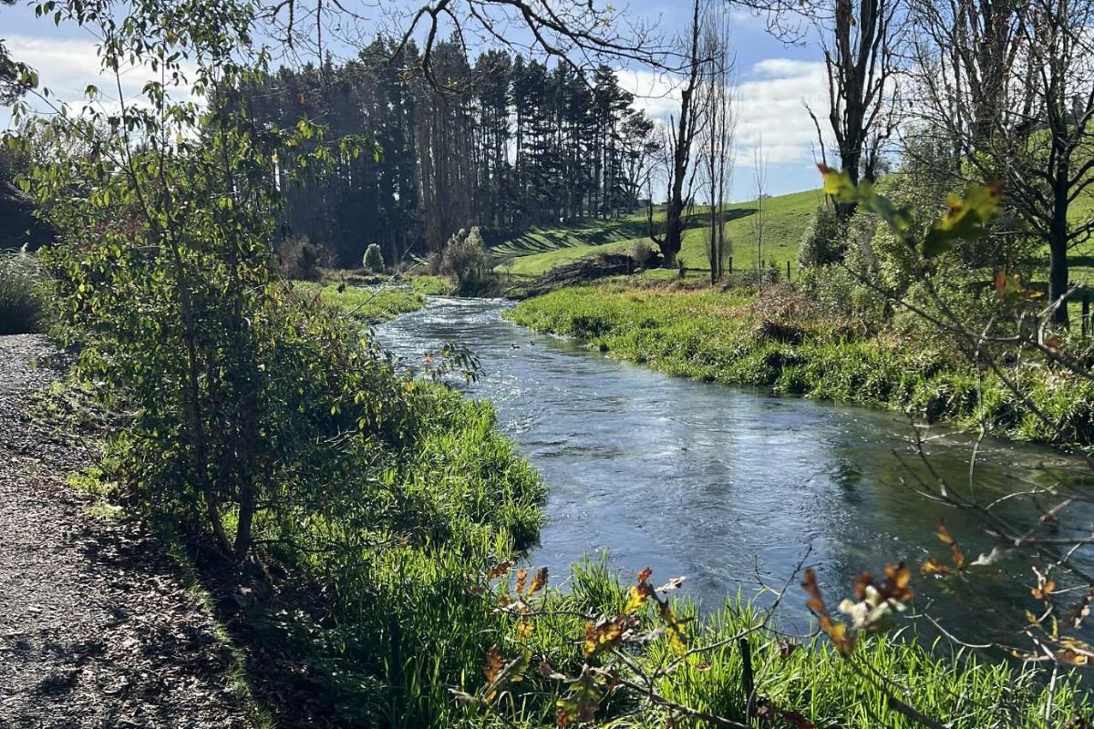 Te Waihou – The Blue Springs of Putāruru - Crystal Waters & Scenic ...