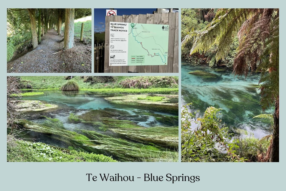 Te Waihou – The Blue Springs of Putāruru - Crystal Waters & Scenic ...